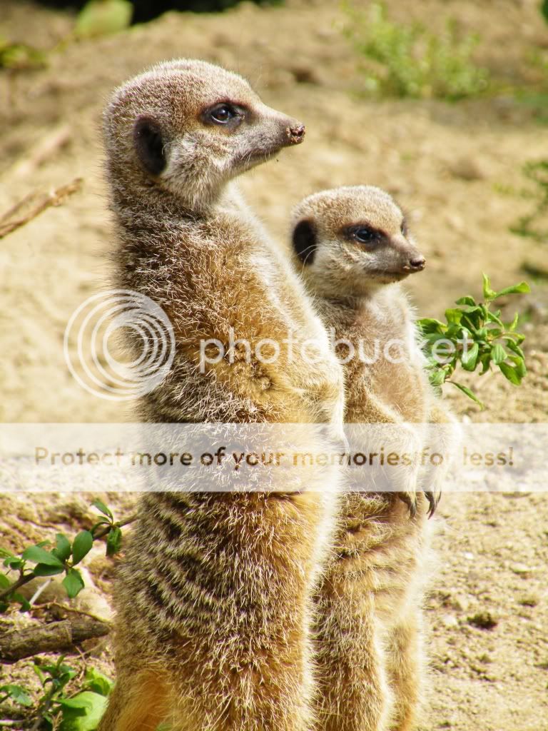 Meerkat Animated Gifs | Photobucket